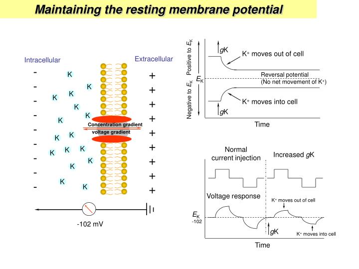 PPT - Origins of Membrane Potential in Cells PowerPoint Presentation ...