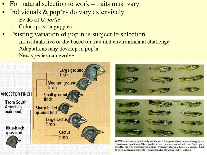 PPT - For natural selection to work – traits must vary Individuals ...