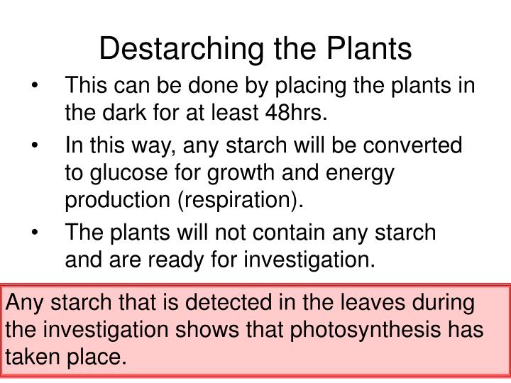 PPT - Photosynthesis PowerPoint Presentation - ID:4466457
