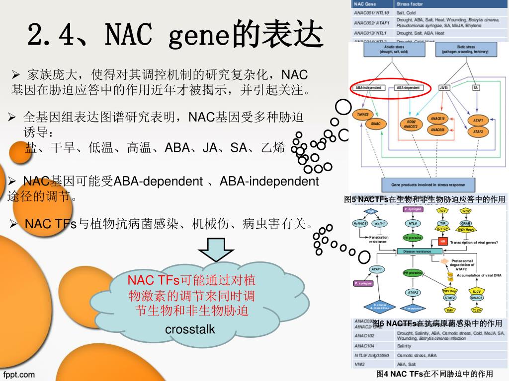 PPT - NAC proteins:regulation and role in stress tolerance PowerPoint ...
