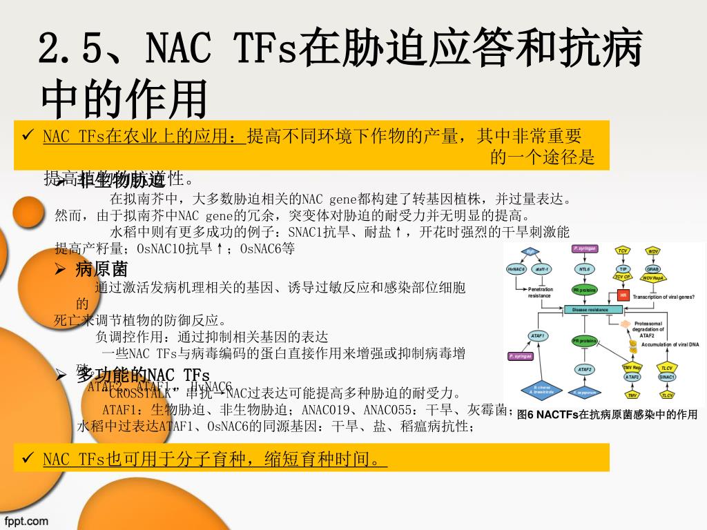 PPT - NAC proteins:regulation and role in stress tolerance PowerPoint ...