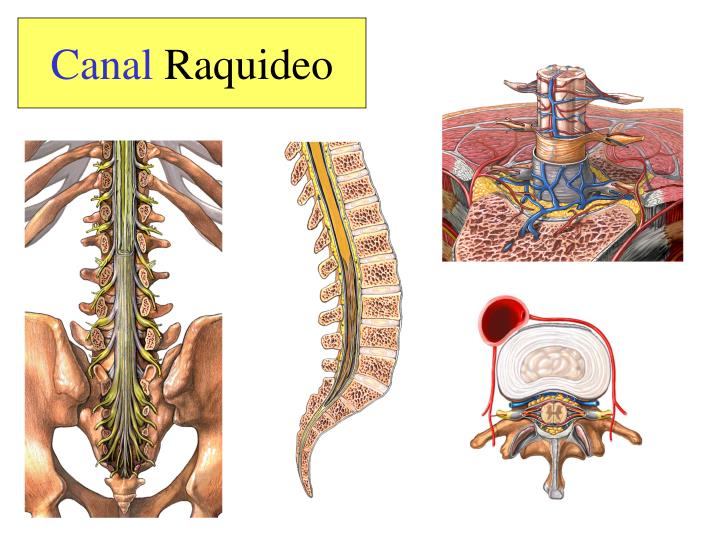 PPT - Cloumna Vertebral PowerPoint Presentation - ID:4470079