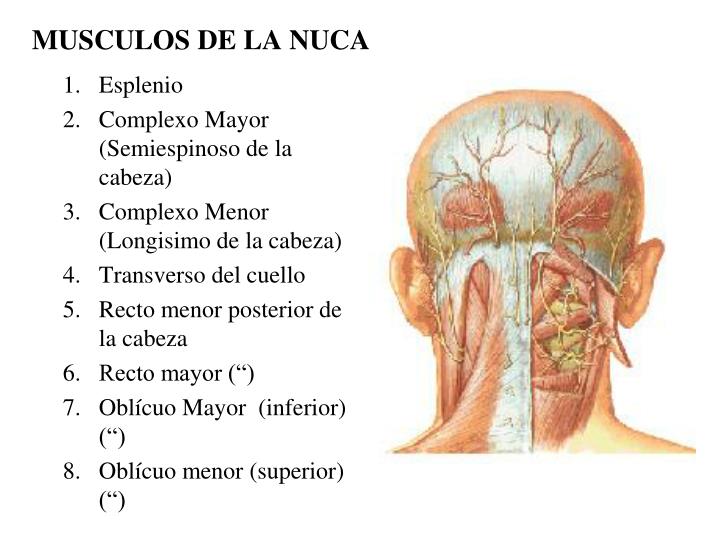 PPT - Cloumna Vertebral PowerPoint Presentation - ID:4470079
