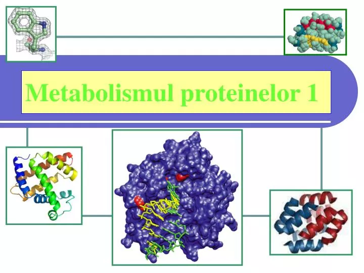 PPT - Metabolismul proteinelor 1 PowerPoint Presentation, free download ...