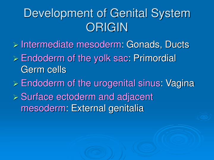 PPT - Development of Genital System PowerPoint Presentation - ID:4470281