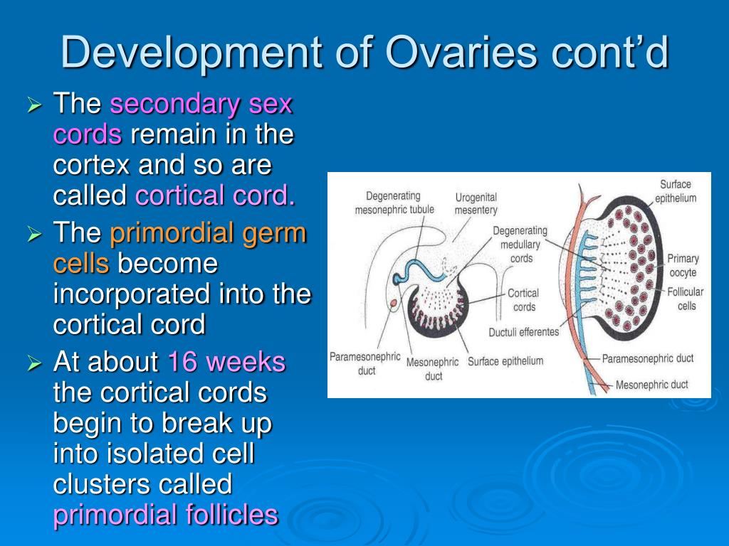 Ppt Development Of Genital System Powerpoint Presentation Free