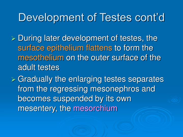 PPT - Development of Genital System PowerPoint Presentation - ID:4470281