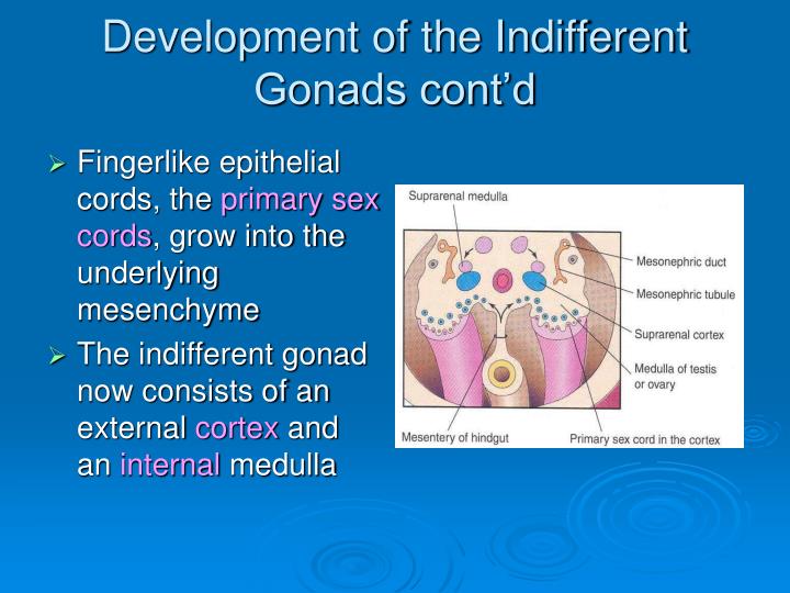 PPT - Development of Genital System PowerPoint Presentation - ID:4470281