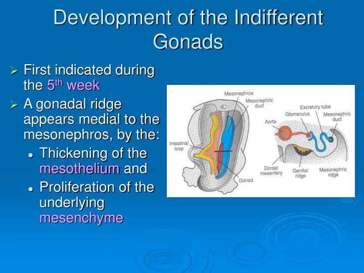 PPT - Development of Genital System PowerPoint Presentation - ID:4470281