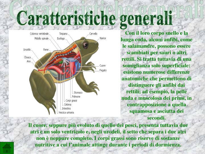 PPT - Regno animale Classificazione dei vertebrati Anfibi I polmoni ...