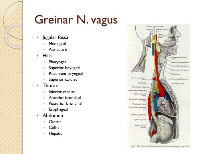 PPT - Nervus vagus PowerPoint Presentation - ID:4470389