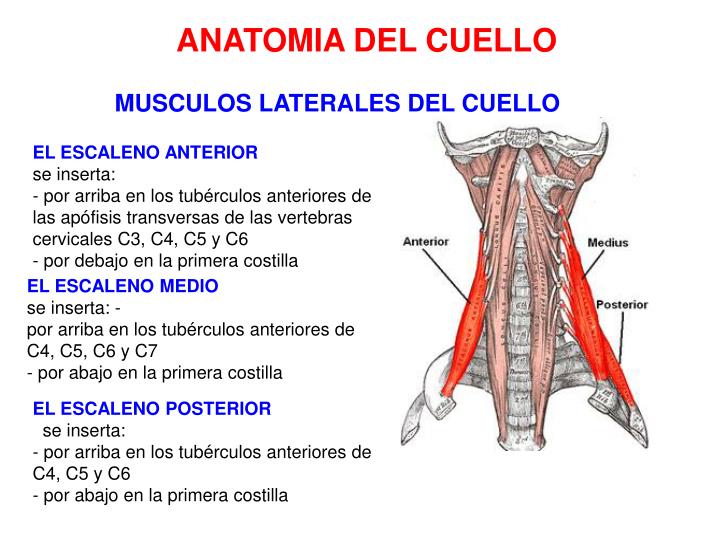 PPT - ANATOMIA DEL CUELLO PowerPoint Presentation - ID:4470399