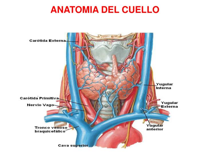 PPT - ANATOMIA DEL CUELLO PowerPoint Presentation - ID:4470399