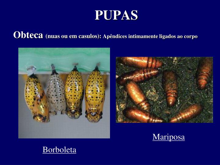 PPT - Zoologia dos Invertebrados Superiores - II PowerPoint ...