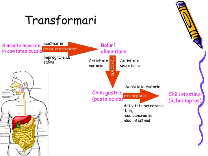PPT - DIGESTIA SI ABSORBTIA PowerPoint Presentation - ID:4470559