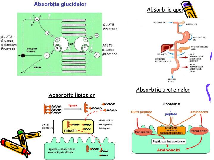 PPT - DIGESTIA SI ABSORBTIA PowerPoint Presentation - ID:4470559