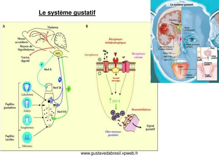 PPT - Les organes des sens PowerPoint Presentation - ID:4471630