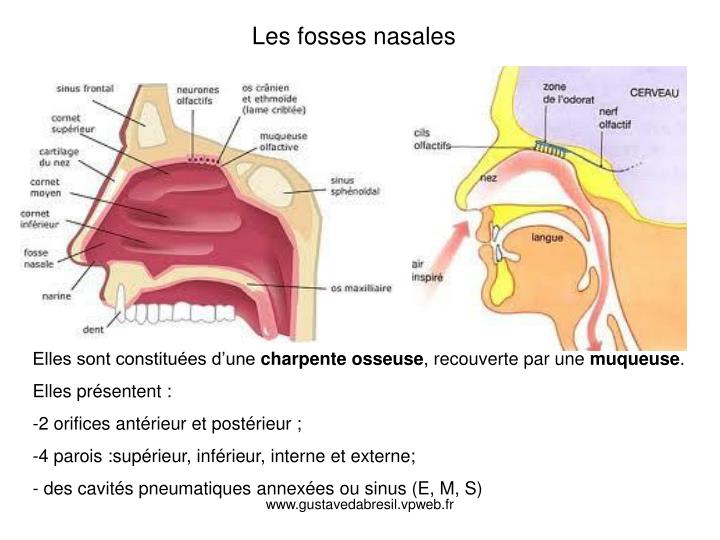 PPT - Les organes des sens PowerPoint Presentation - ID:4471630