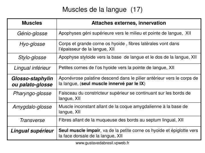 PPT - Les organes des sens PowerPoint Presentation - ID:4471630
