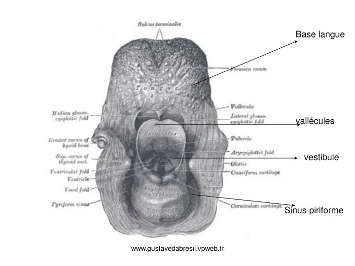 PPT - Les organes des sens PowerPoint Presentation - ID:4471630