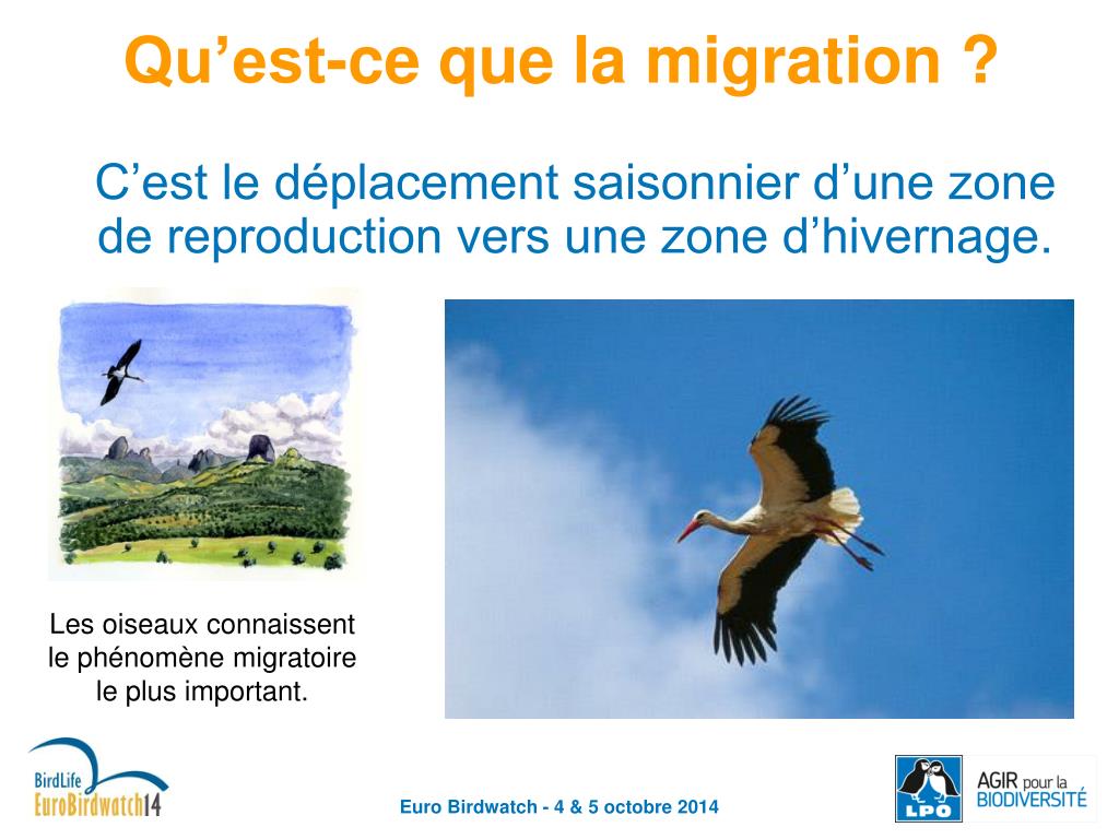 PPT - Qu’est-ce que la migration ? PowerPoint Presentation, free ... PPT - Qu’est-ce que la migration ? PowerPoint Presentation, free ...