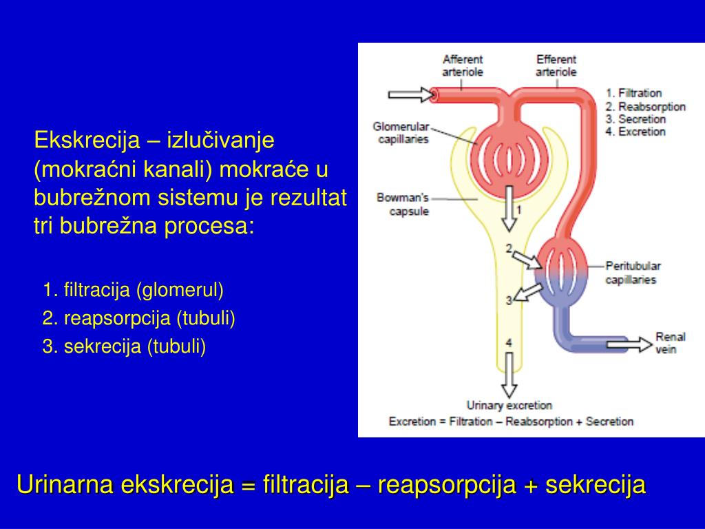 PPT - Prof. dr Vladimir Jakovljevic Predsednik Društva fiziologa ...