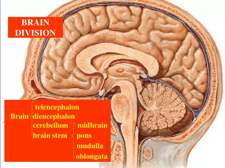 PPT - BRAIN DIVISION PowerPoint Presentation, free download - ID:4473224