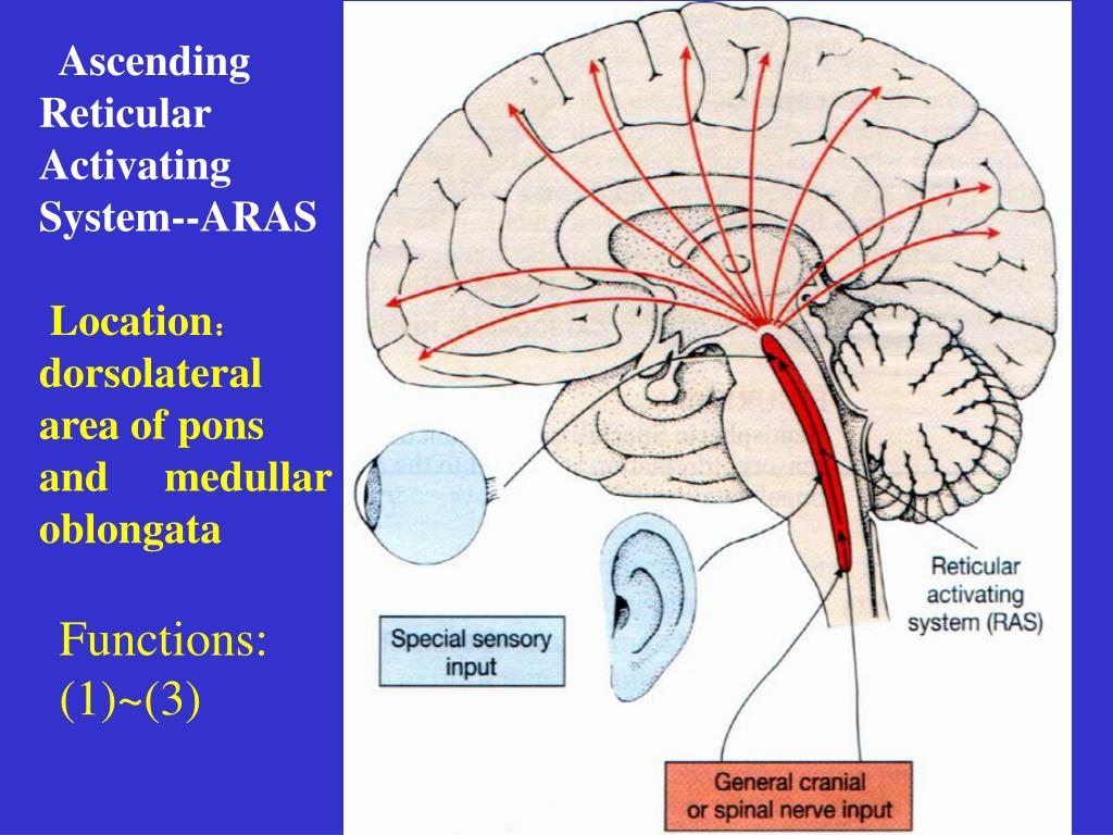 Brain Reticular Activating System at Richard Dolan blog Brain Reticular Activating System at Richard Dolan blog