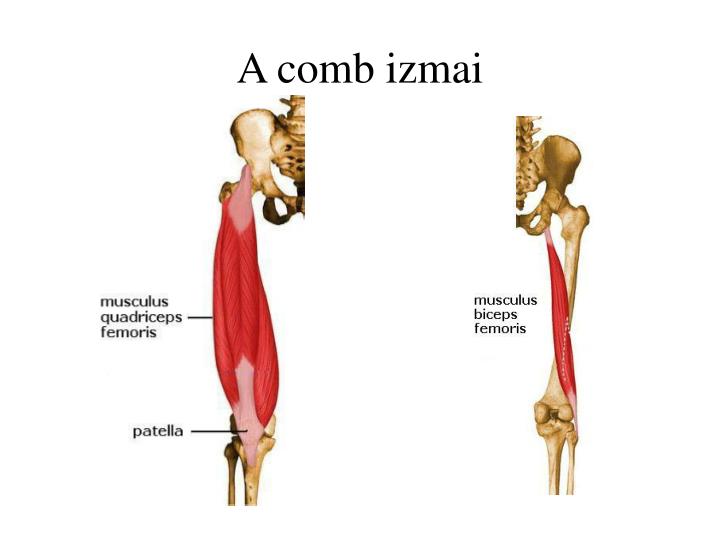 PPT - Izomrendszer – systema musculorum PowerPoint Presentation - ID ...