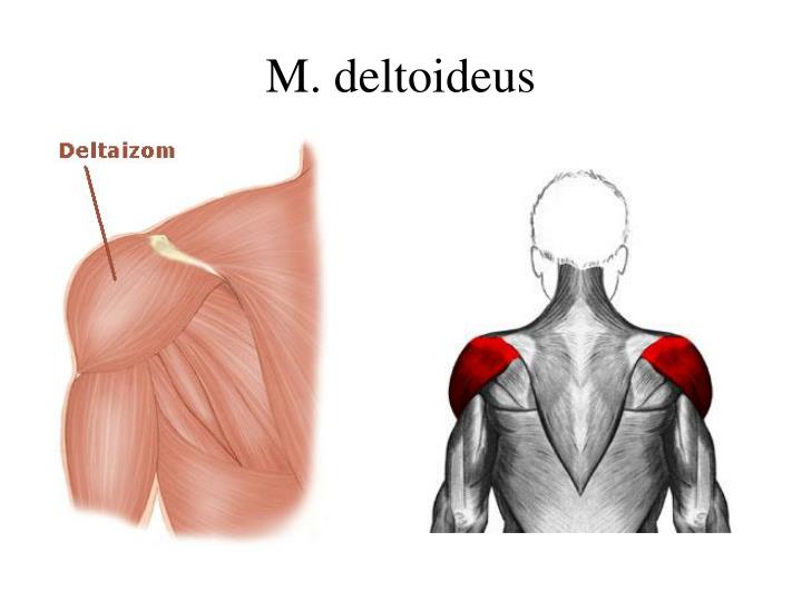 PPT - Izomrendszer – systema musculorum PowerPoint Presentation - ID ...