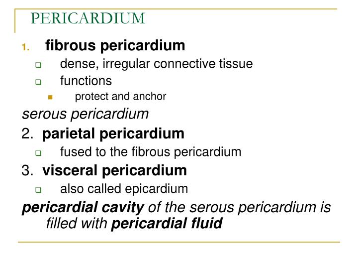 PPT - Cardiovascular System: The Heart Chapter 19 – Lecture Notes ...