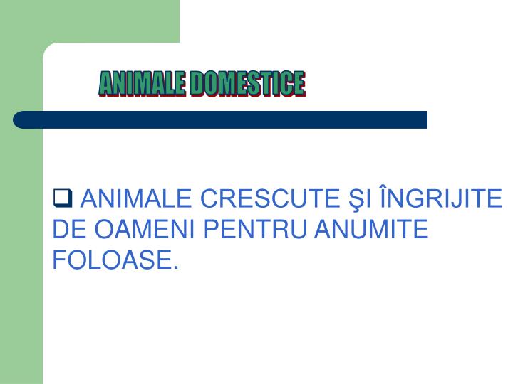 PPT - ANIMALE DOMESTICE PowerPoint Presentation - ID:4479867