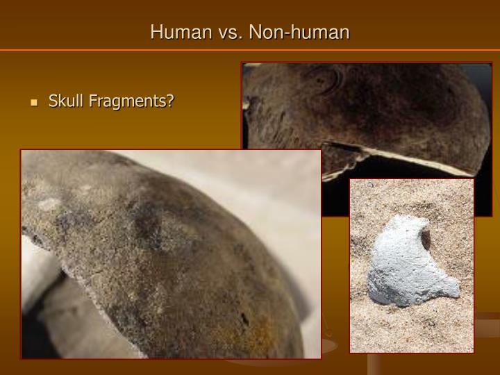 PPT - Identifying human versus non-human skeletal remains in the field ...