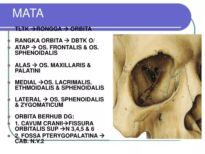 PPT - MATA PowerPoint Presentation, free download - ID:4482796