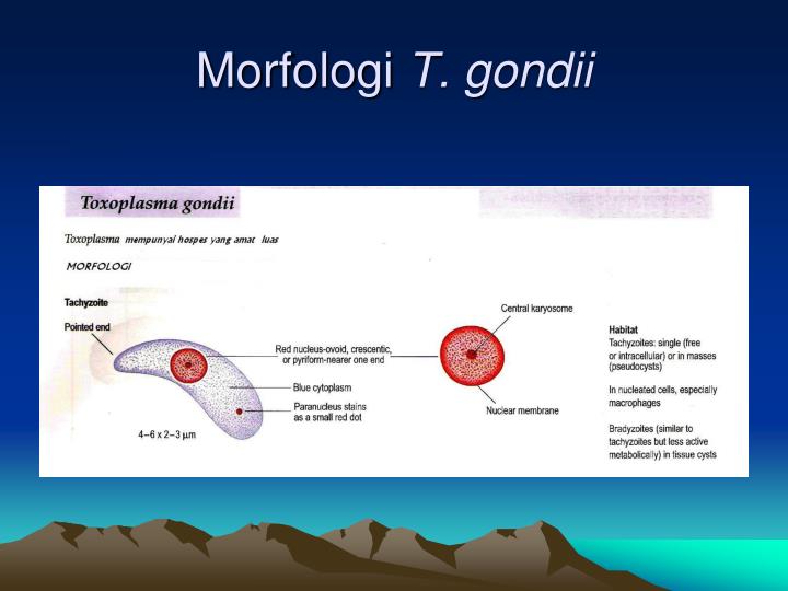 PPT - PROTOZOA JARINGAN Toxoplasma gondii PowerPoint Presentation - ID ...