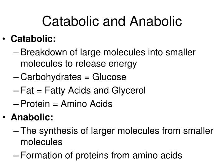 PPT - Bioenergetics of Exercise and Training PowerPoint Presentation ...