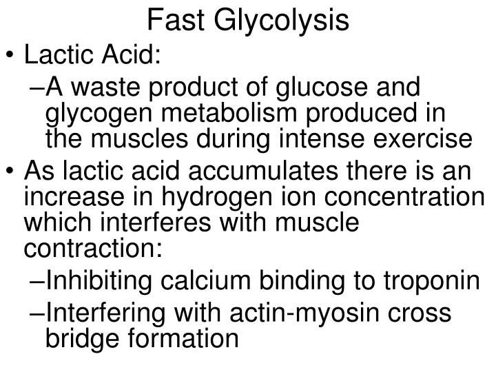 PPT - Bioenergetics of Exercise and Training PowerPoint Presentation ...