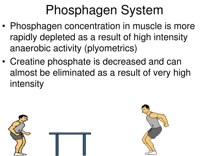 PPT - Bioenergetics of Exercise and Training PowerPoint Presentation ...