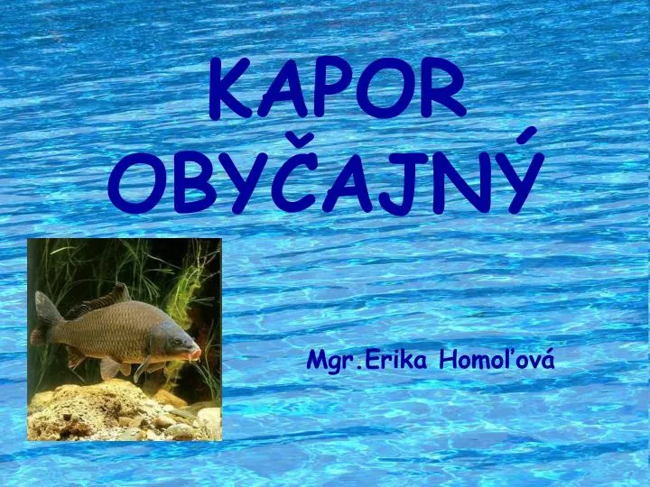 PPT - KAPOR OBYČAJNÝ PowerPoint Presentation, free download - ID:4483270