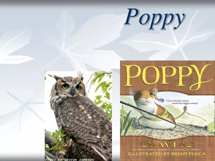 PPT - Poppy PowerPoint Presentation, free download - ID:4485088