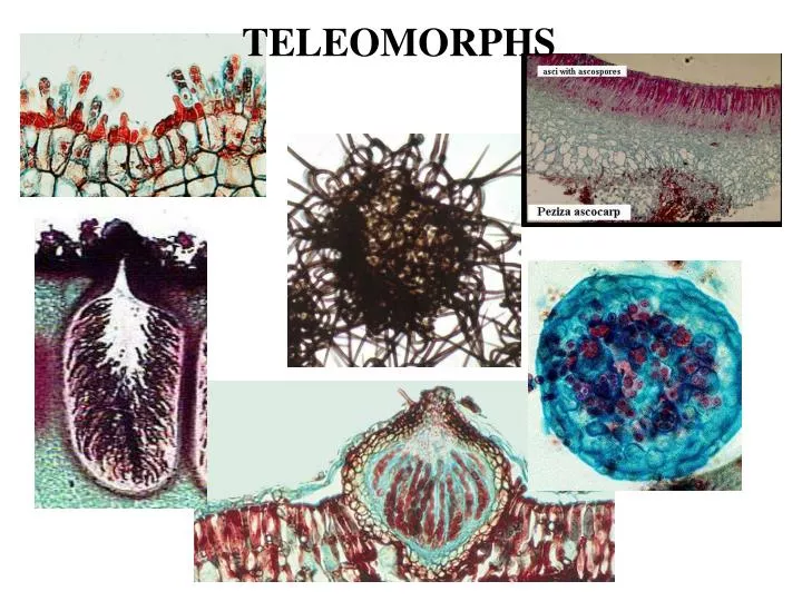 PPT - TELEOMORPHS PowerPoint Presentation, free download - ID:4485907