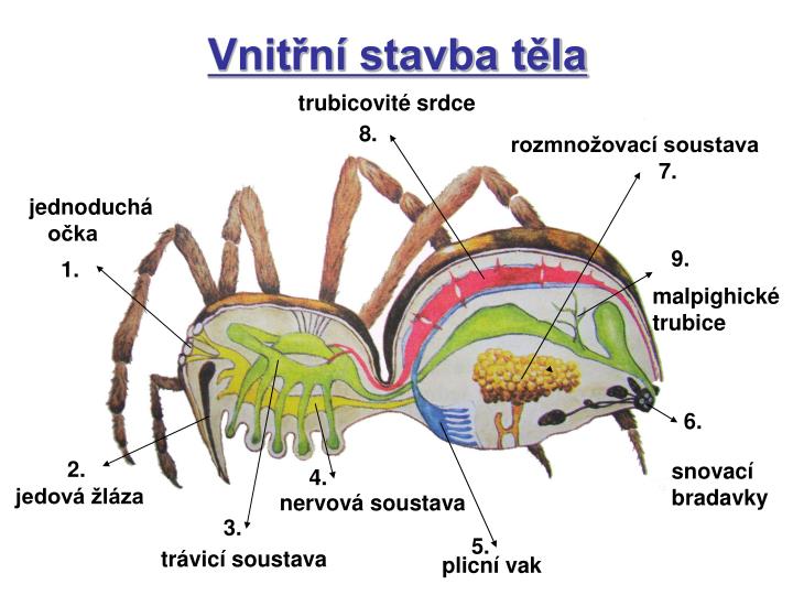 PPT - Pavoukovci PowerPoint Presentation - ID:4486144