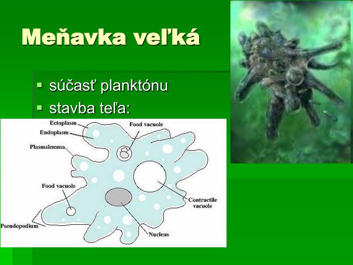 PPT - Jednobunkové organizmy PowerPoint Presentation - ID:4486229