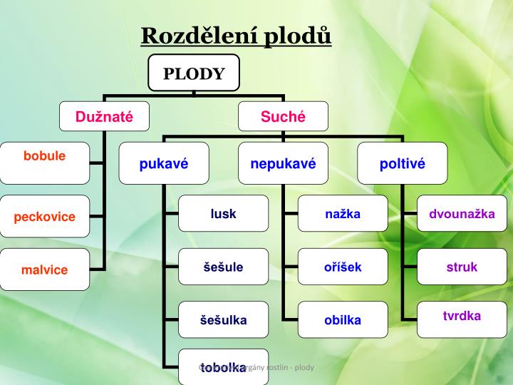 PPT - Generativní orgány rostlin PowerPoint Presentation - ID:4487630