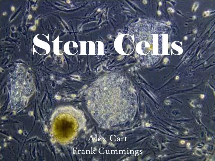 PPT - Stem Cells PowerPoint Presentation, free download - ID:4488224