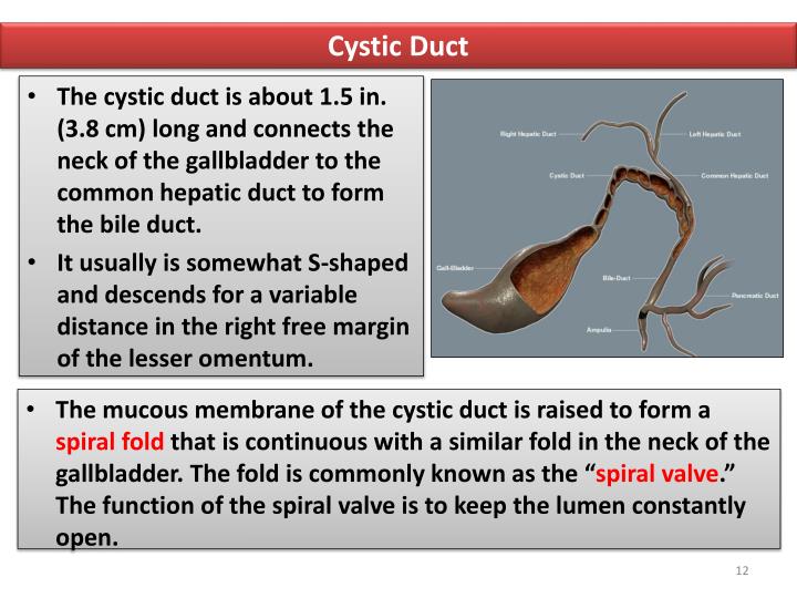 PPT - Biliary System PowerPoint Presentation - ID:4489397