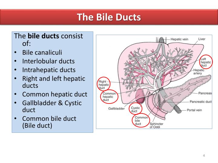 PPT - Biliary System PowerPoint Presentation - ID:4489397