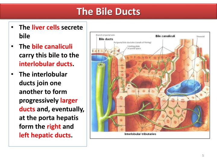 PPT - Biliary System PowerPoint Presentation - ID:4489397
