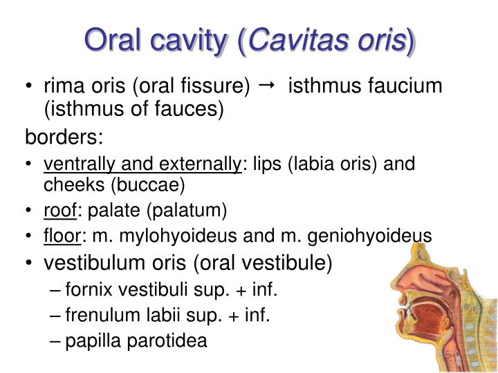PPT - Oral cavity and pharynx PowerPoint Presentation - ID:4489744