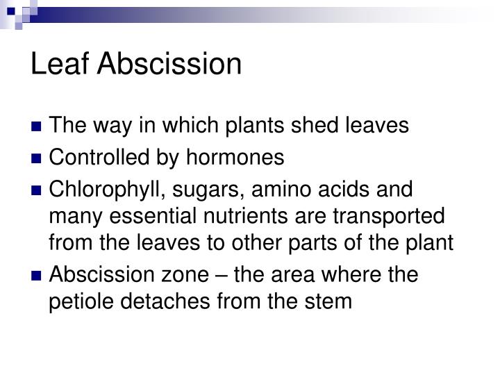 PPT - Leaf Structure and Function PowerPoint Presentation - ID:4490287